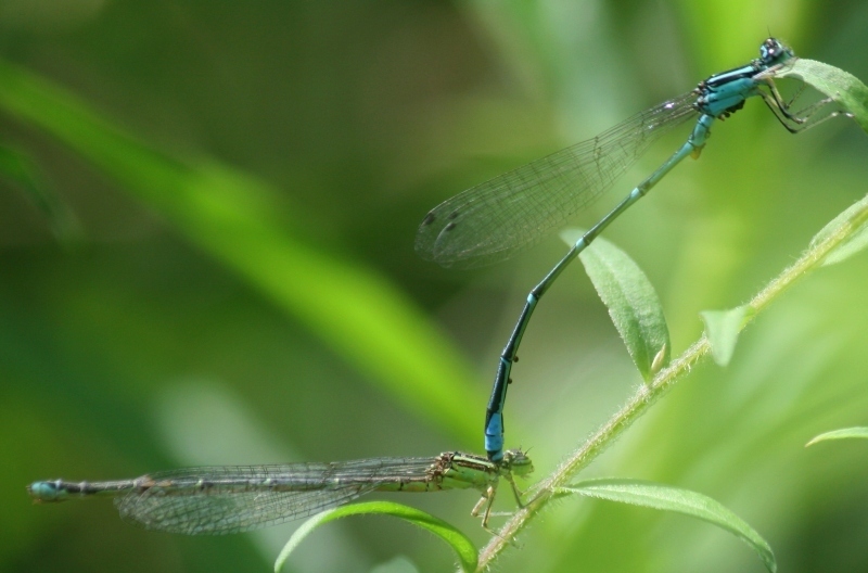 Stream Bluet from Tweed, ON, Canada on June 30, 2021 at 10:51 AM by Joe ...
