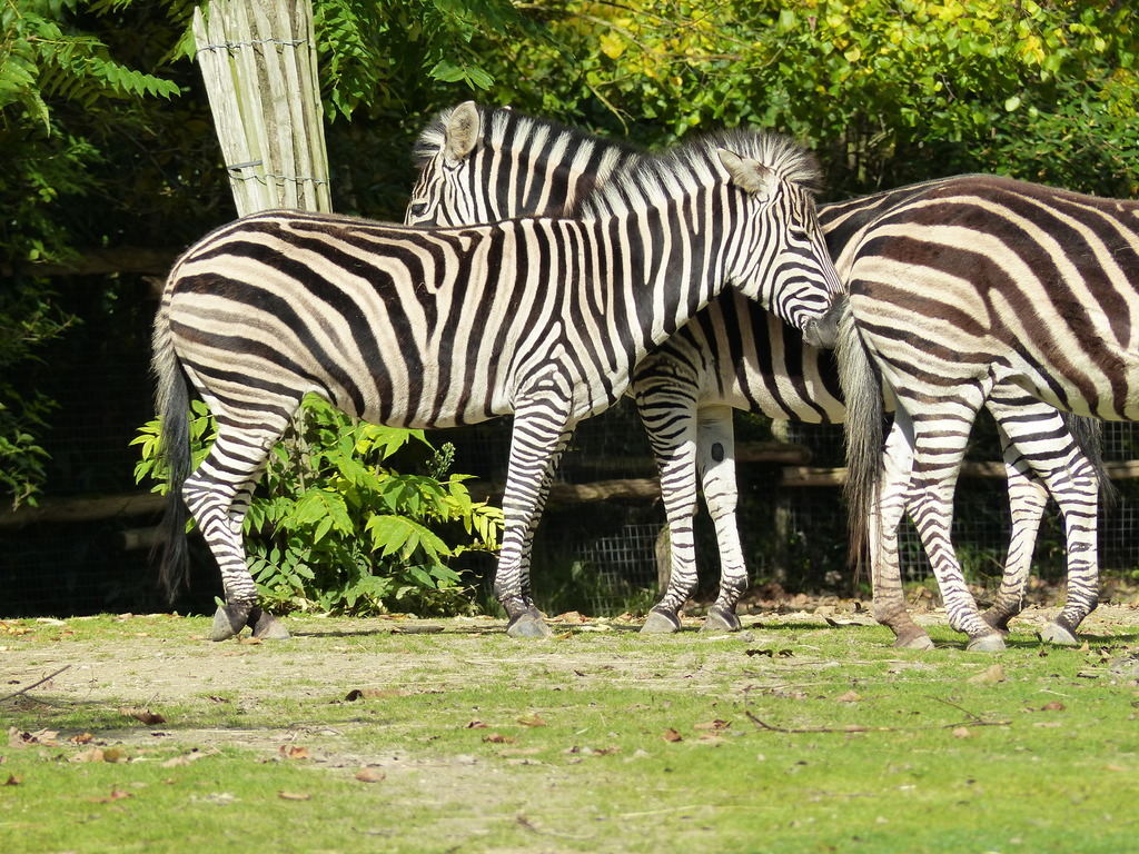 Chapman's Zebra (Equus quagga chapmani) - Know Your Mammals