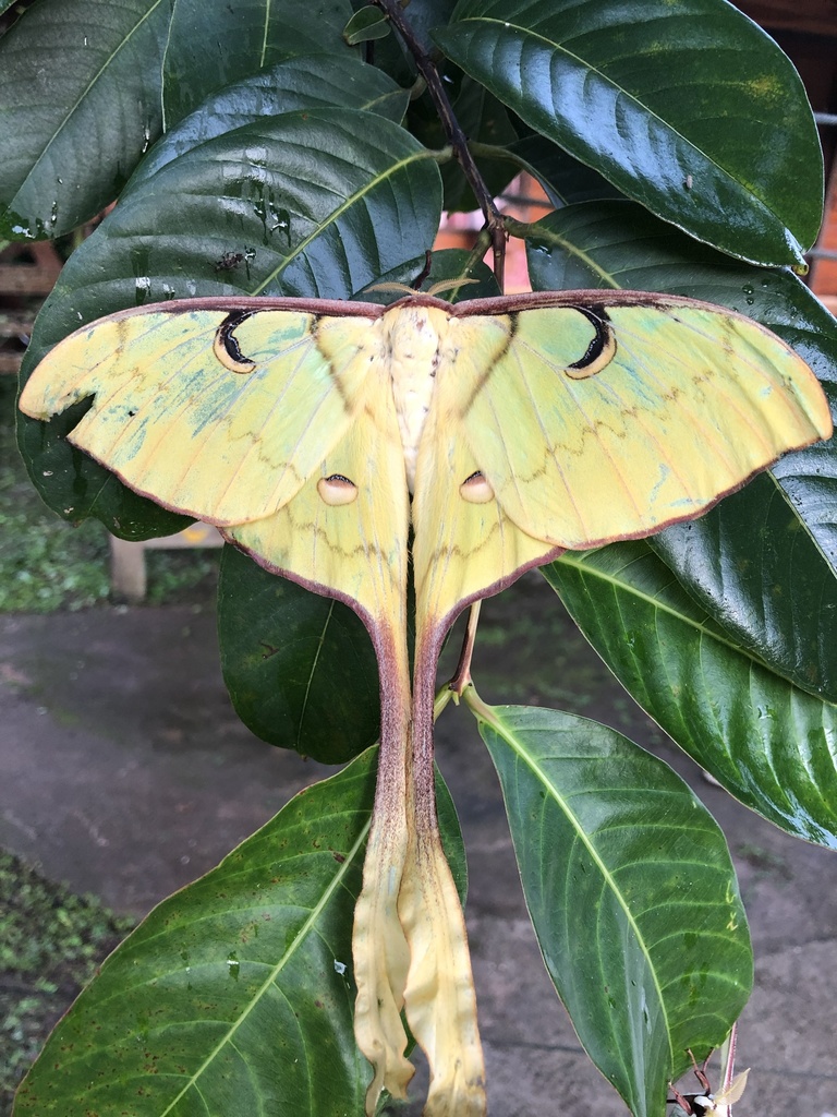 Malaysian Moon Moth from Sahakon Nikhom, Thong Pha Phum, Kanchanaburi ...