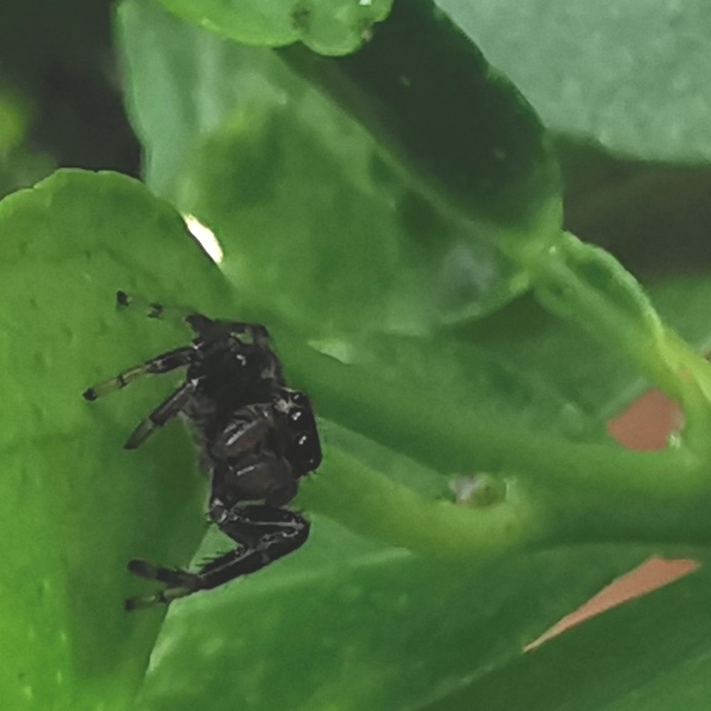 Golden Jumping Spider from Monte Alto, 51203 Valle de Bravo, Méx ...