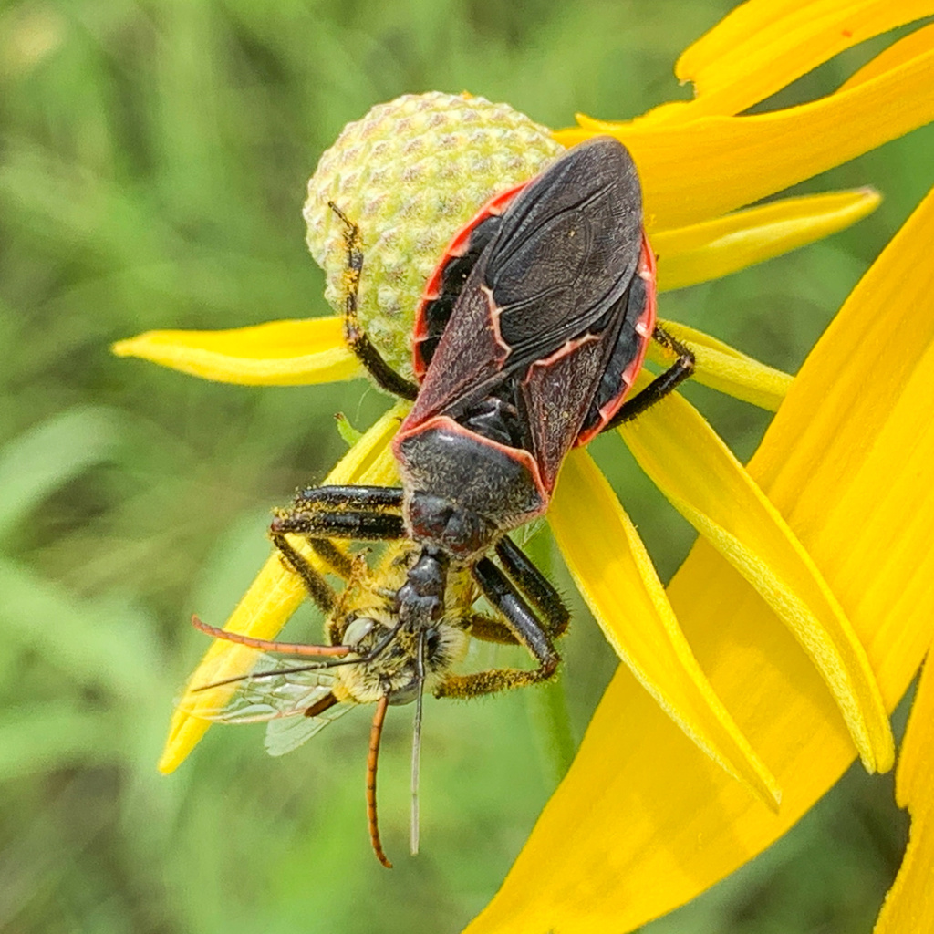 Eastern Bee Assassin from Chisolm Creek Park, Wichita, KS, US on June ...