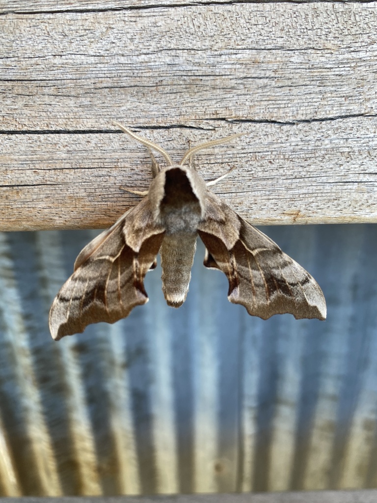 Eyed Hawkmoths from Main St, Ovando, MT, US on June 29, 2021 at 05:12 ...