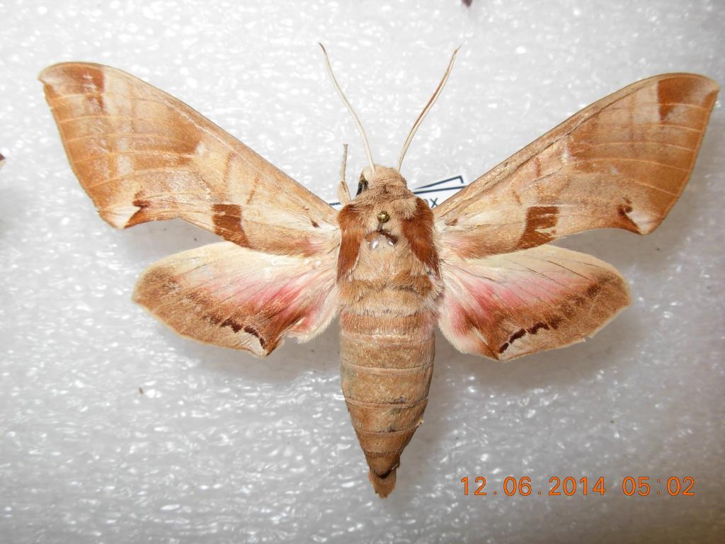 Achemon Sphinx (Denver-Boulder Metro Area: Butterflies and Moths ...