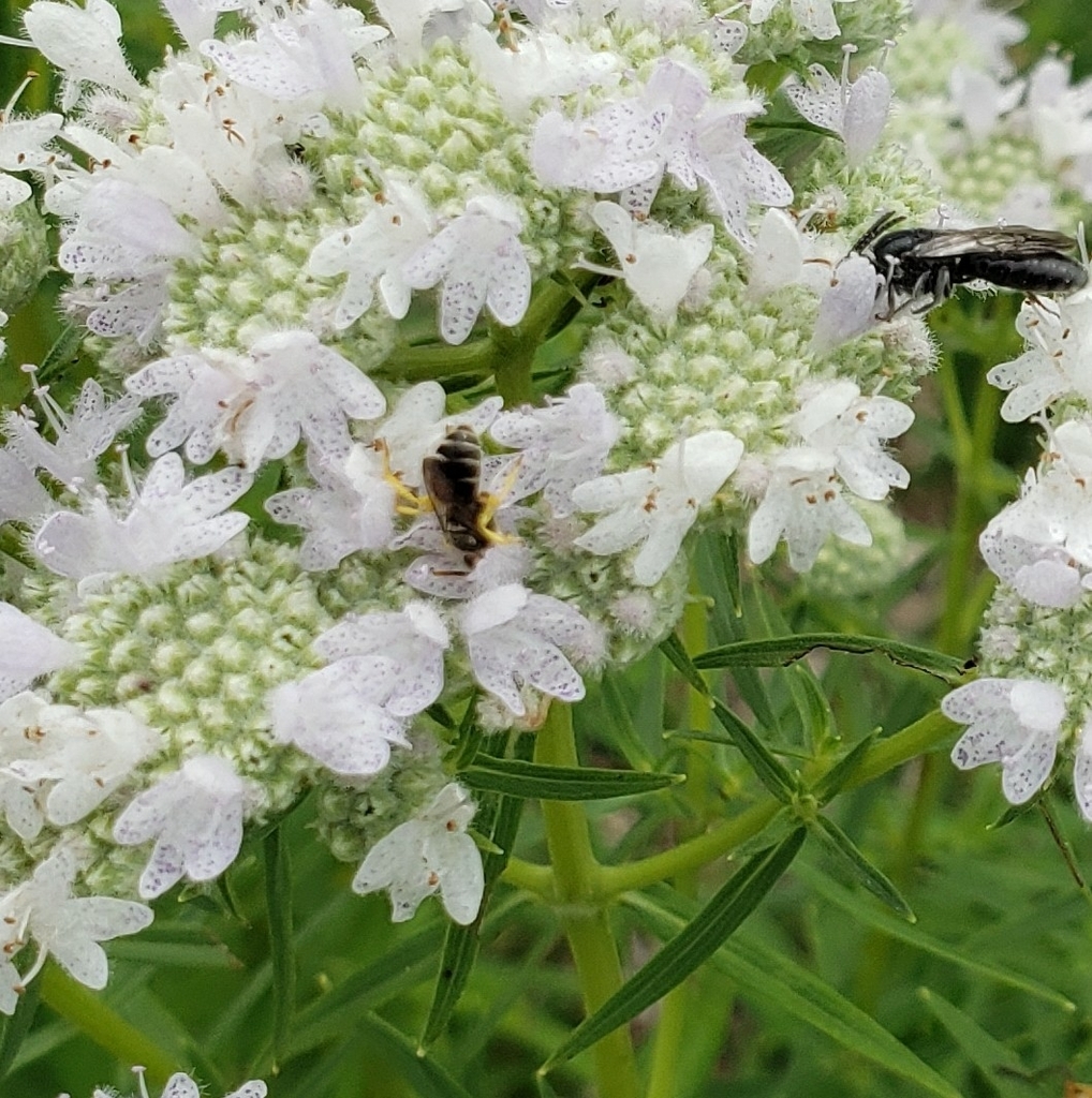 Bees from Elkhorn, NE, USA on June 30, 2021 at 02:09 PM by TWINMOM ...