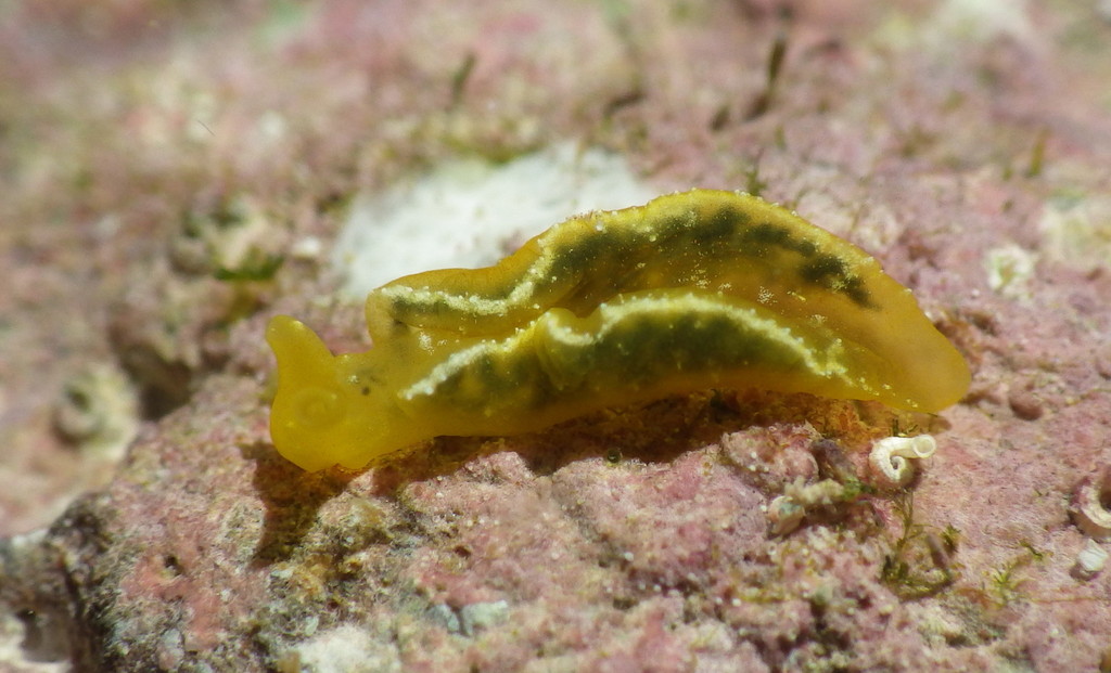 Elysia flava (Οδηγός Πεδίου για τα Γυμνοβράγχια (Nudibranchs ...
