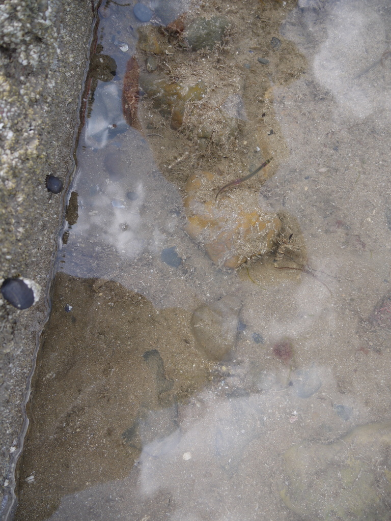 Sand Lances from Conwy Principal Area, UK on June 1, 2021 at 10:27 AM ...