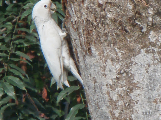 Tanimbar Corella in December 2014 by Jonathan Hiew. Goffin's Ccocatoo ...