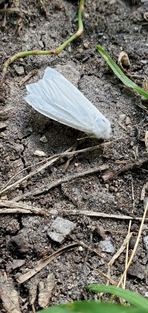 Elm Spanworm Moth from Devon, PA 19333, USA on June 30, 2021 at 04:05 ...