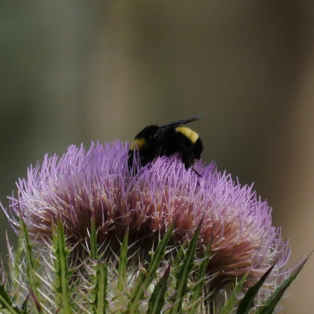 American Bumble Bee from BBLNWR on April 04, 2021 at 01:16 PM by Kimmie ...