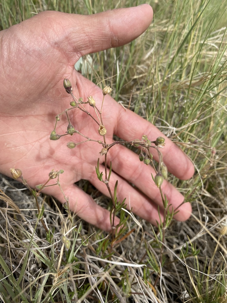 Sand-Spurries from Salt Lake, Utah, United States on June 23, 2021 at ...