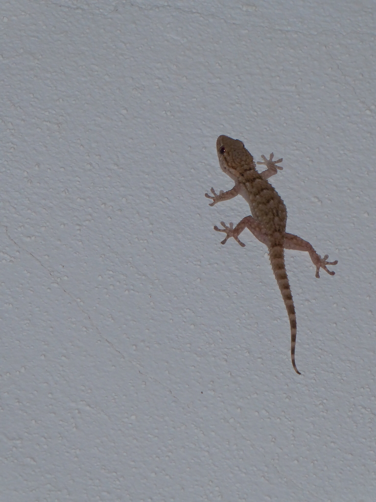 Moorish Gecko in June 2016 by fairshyyaffle · iNaturalist
