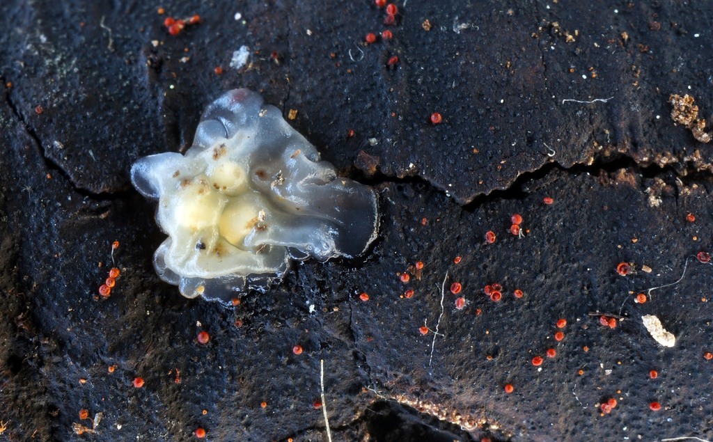 Crystal Brain Fungus from Great Swamp, New Vernon, NJ 07976, USA on ...