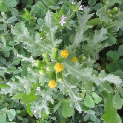 common groundsel from Cameron, TX 76520, USA on March 03, 2018 at 02:14 ...