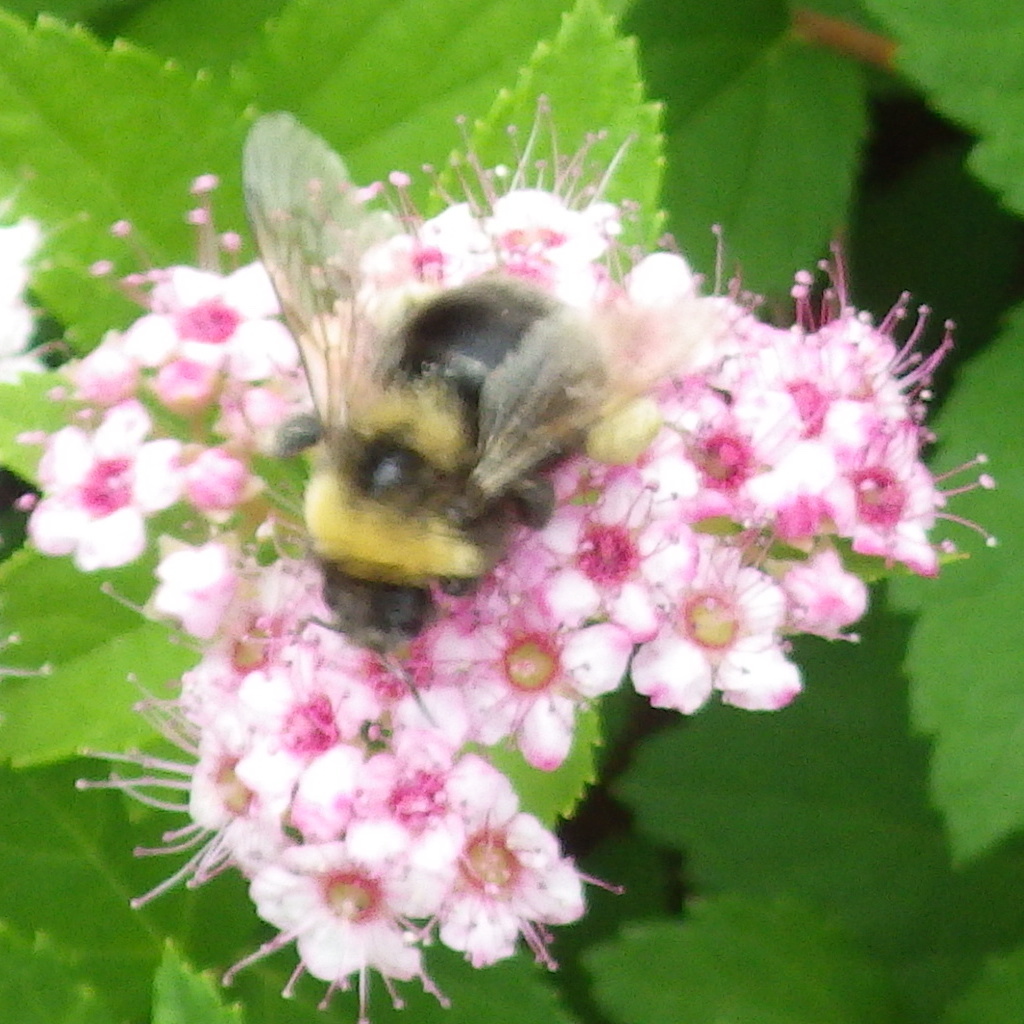 Western Bumble Bee from University District, Spokane, WA, USA on June ...