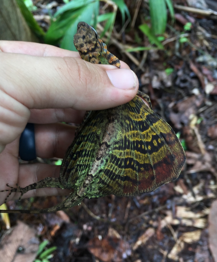 Dusky Gliding Lizard (Dracos of Asia) · iNaturalist