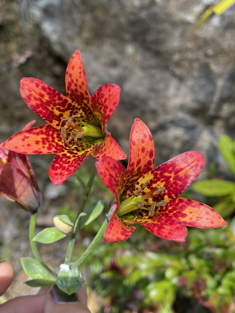 bolander's lily in June 2021 by Annie Zell · iNaturalist