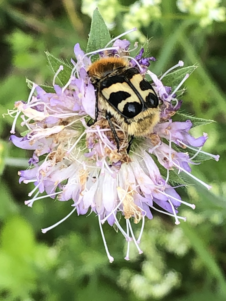Eurasian Bee Beetle from Skjutbanevägen, Gävle, Gävleborgs län, SE on ...