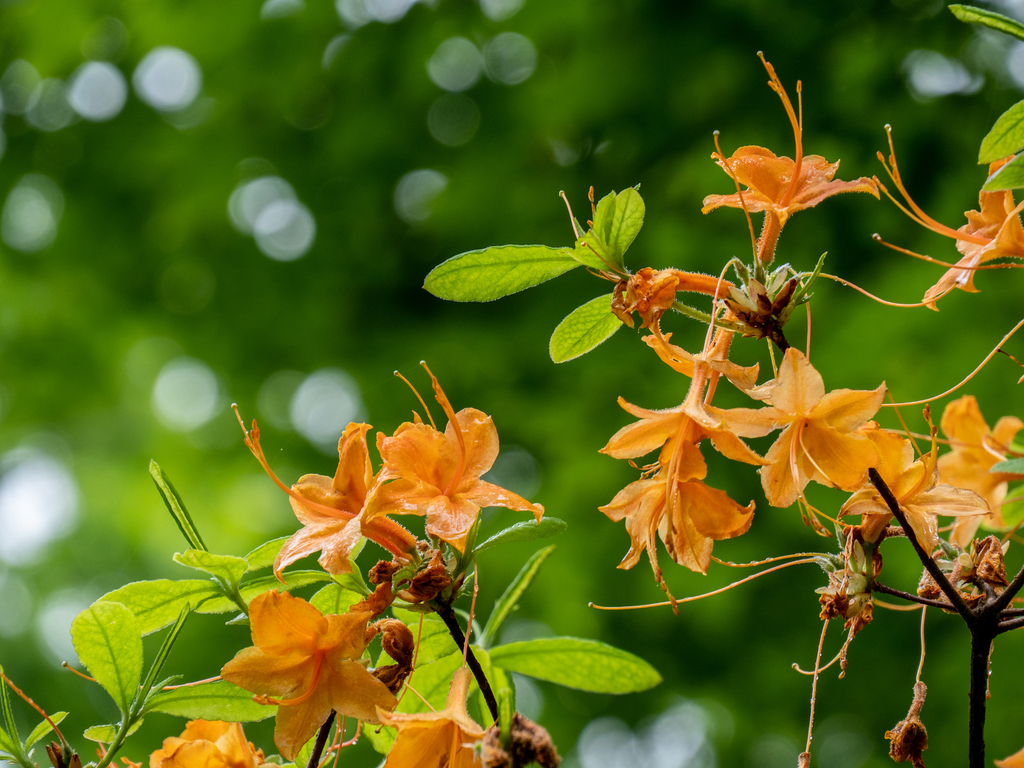 flame azalea (Trees and Shrubs of Virginia) · iNaturalist