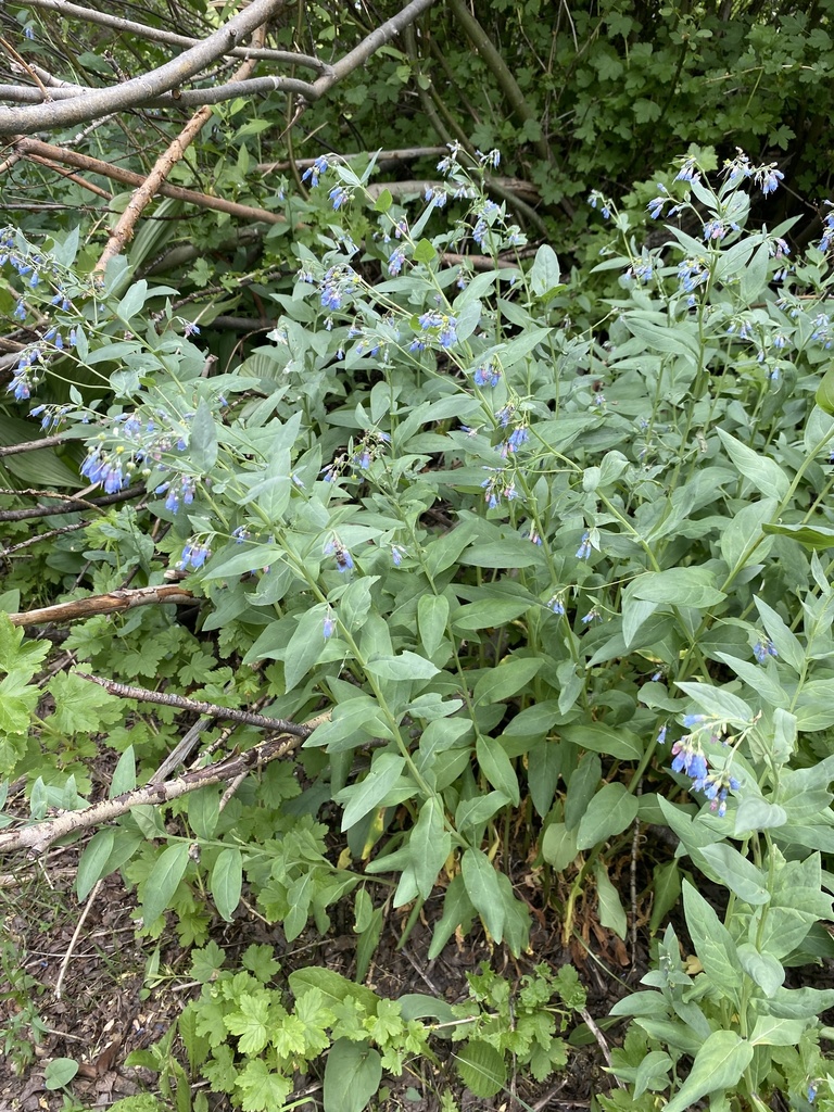mountain bluebells from Elko County, US-NV, US on June 25, 2021 at 02: ...