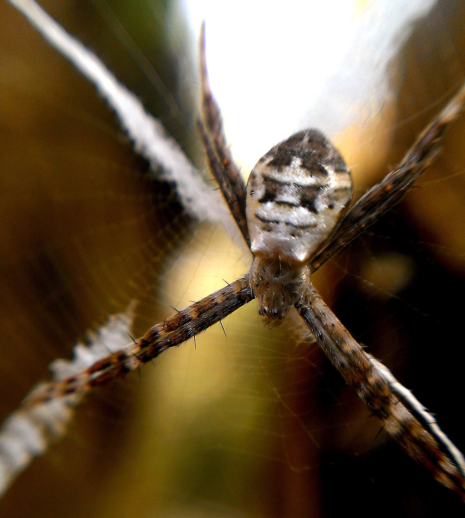 Saint Andrew's Cross Spider in November 2015 by juliegraham173 ...