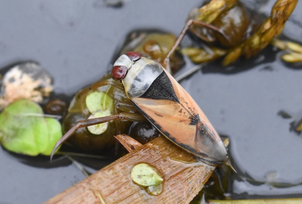 Greater Water Boatman from West Langney, Eastbourne, UK on June 29 ...