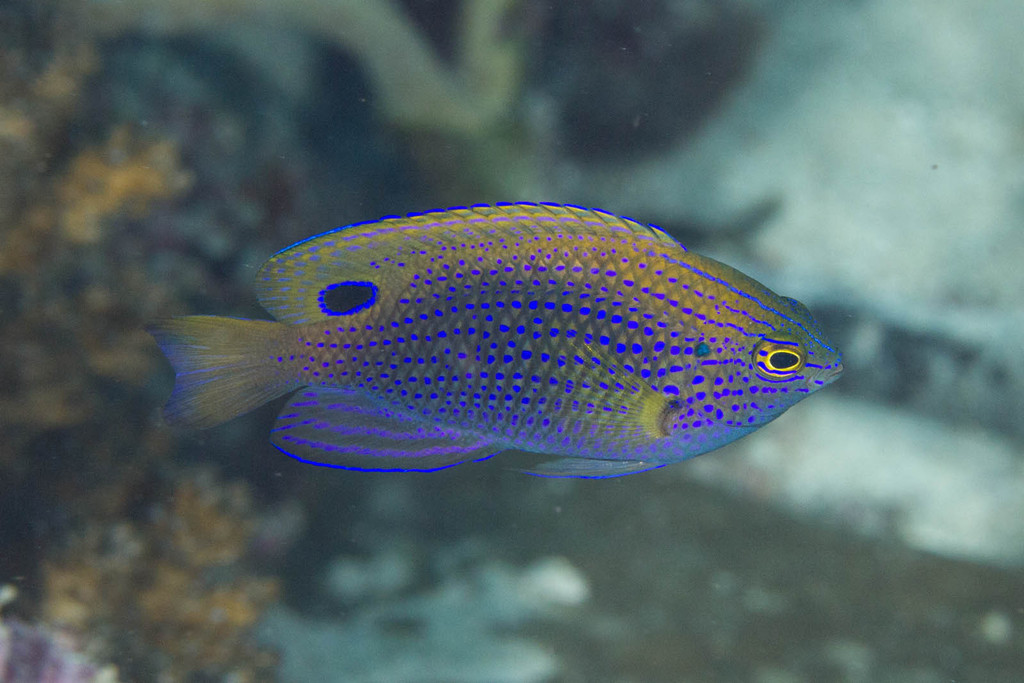 Princess Damsel (Pomacentrus vaiuli) - Marine Life Identification