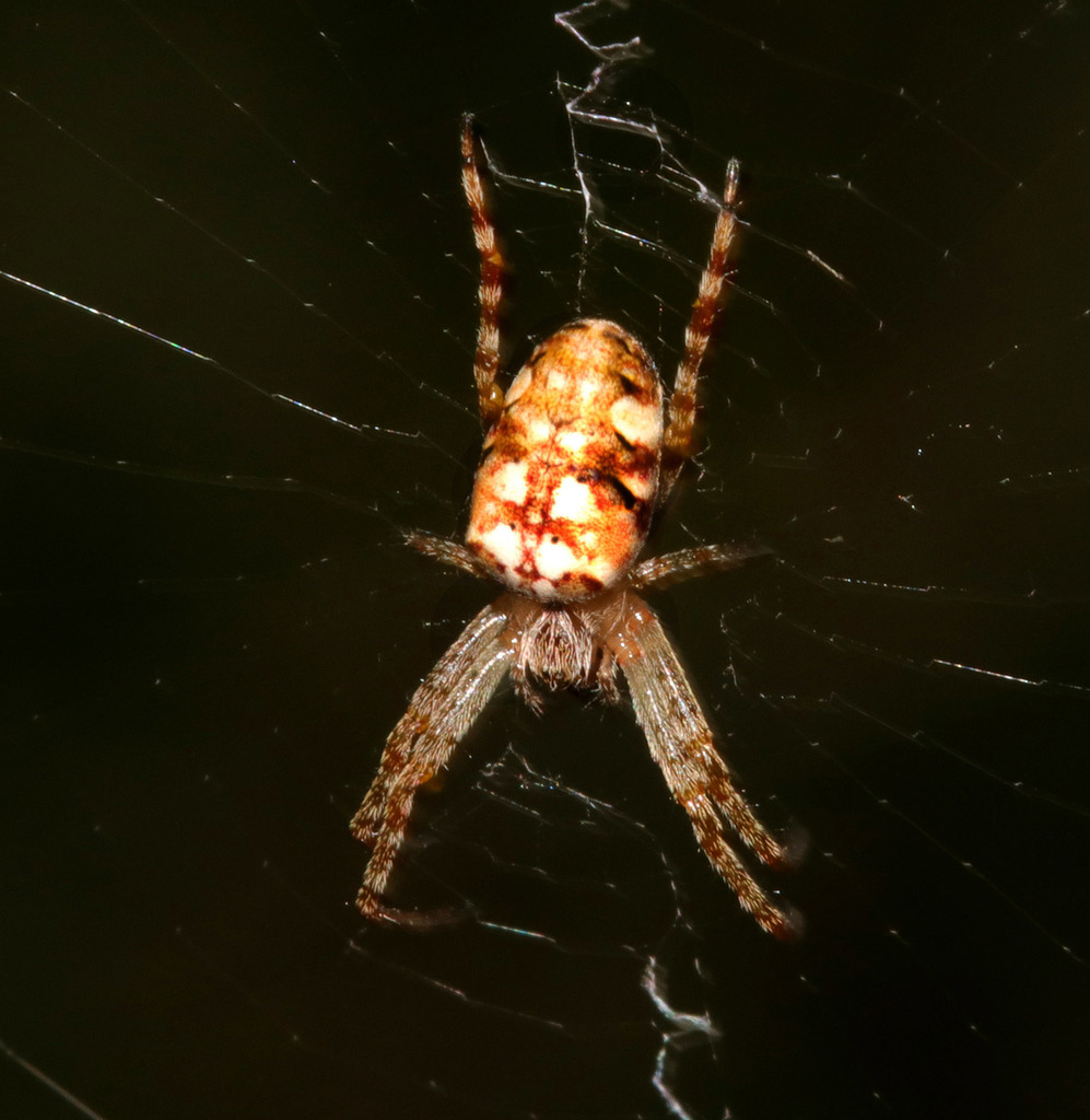 Eastern Bush Orbweaver in October 2017 by juliegraham173 · iNaturalist