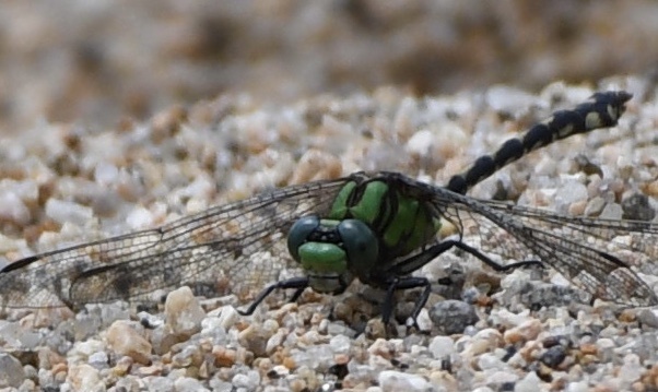 Brook Snaketail from White Mountain National Forest, Campton, NH, US on ...