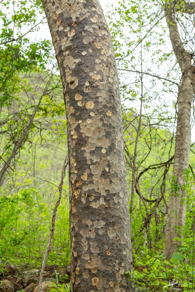 palo morado from Municipio de Colima, Col., México on June 26, 2021 at ...