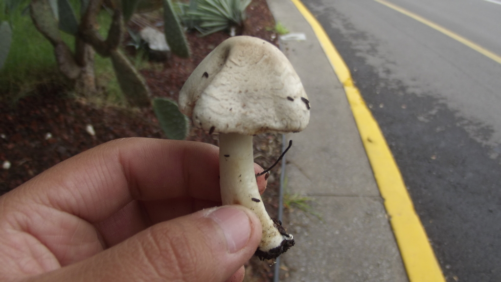 Agaricus sect. Xanthodermatei from Centro Universitario, Santiago de ...