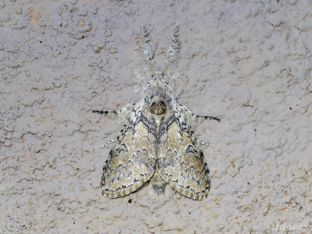 Calliteara cerigoides from Merapoh, Kuala Lipis, Pahang, Malaysia on ...