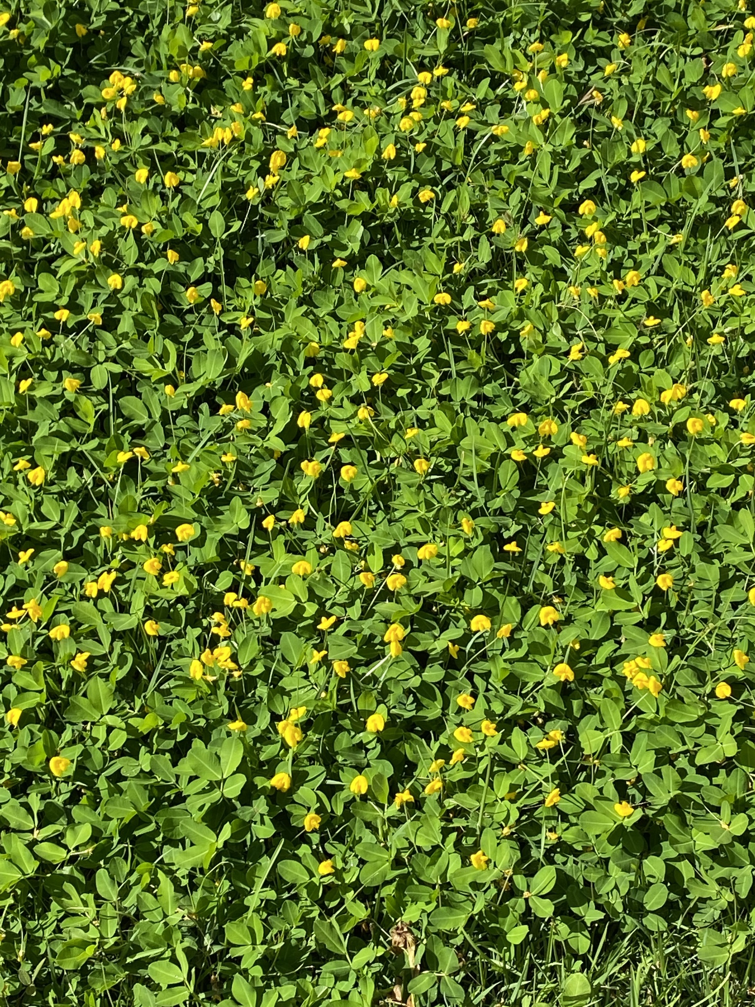 Arachis repens Handro