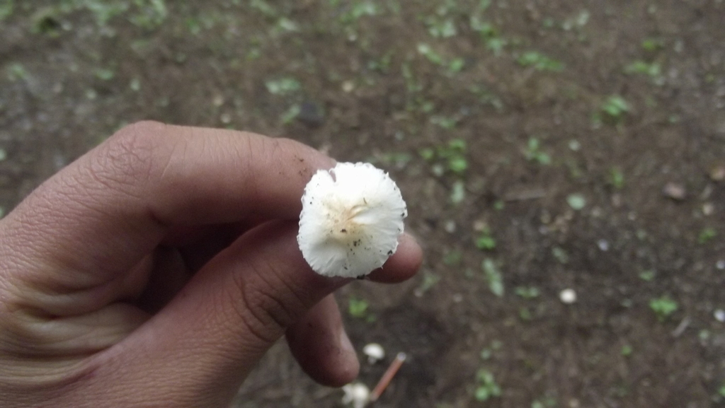 Lepiota from Centro Universitario, Santiago de Querétaro, Qro., México ...