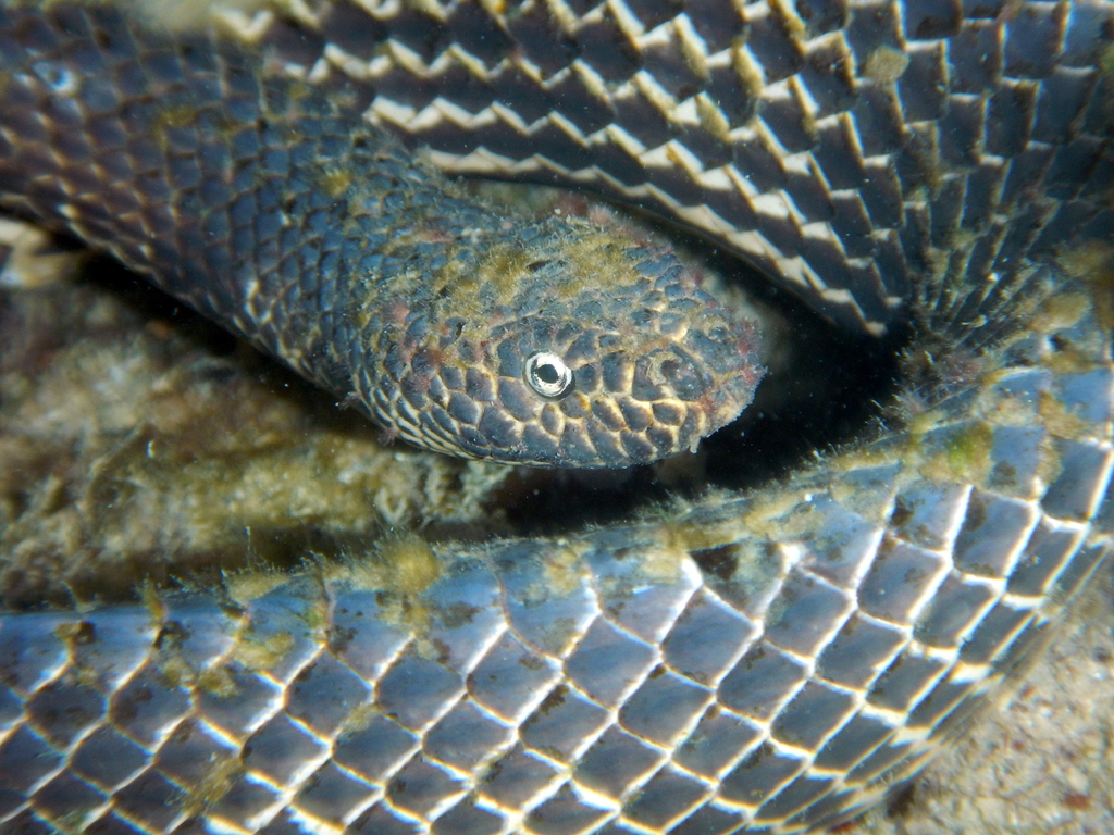 Reef Shallows Sea Snake (Aipysurus duboisii) - Snakes and Lizards