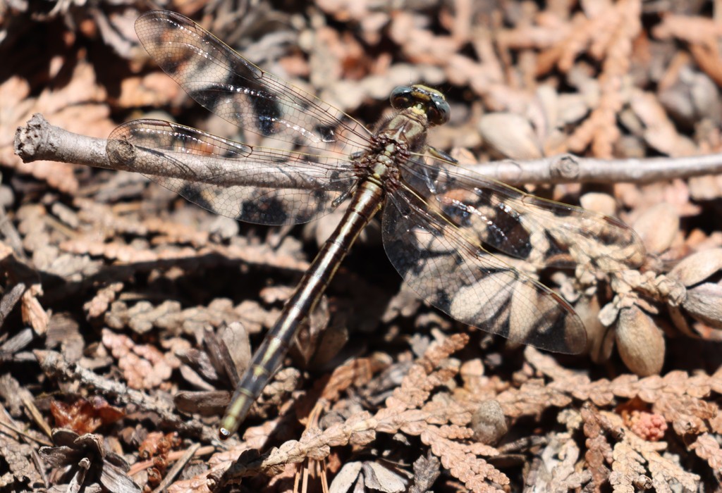 Dusky Clubtail from Cypress Lake on June 23, 2021 at 12:32 PM by ...