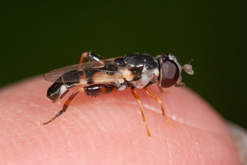 Peg-legged Compost Fly in June 2021 by Tracey Fandre. I was exploring ...