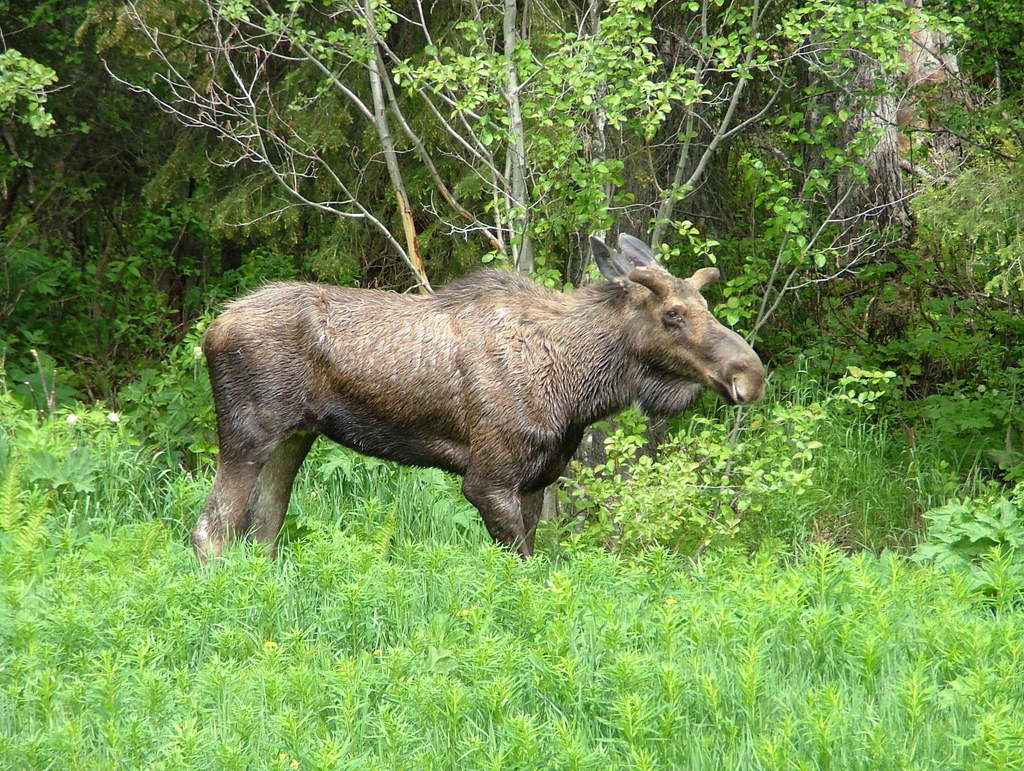 Moose from Cariboo, BC, Canada on June 13, 2007 at 11:57 AM by Liam ...