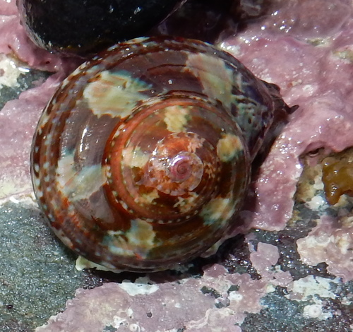 Natal Turban Shell (Subspecies Turbo cidaris natalensis) · iNaturalist