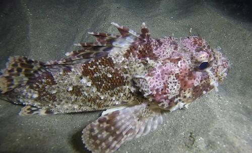 California Scorpionfish (China Cove Organisms) · iNaturalist