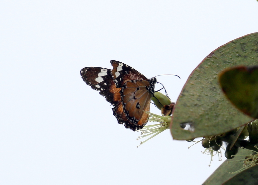 Lesser Wanderer from Lakefield QLD 4892, Australia on June 18, 2021 at ...