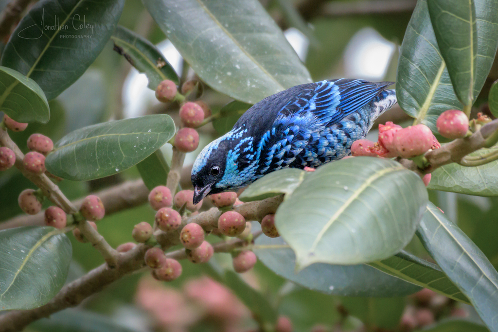 Beryl-spangled Tanager (Unique birds worldwide) · iNaturalist