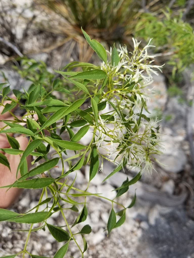 Fragrant Ash from Brewster, Texas, United States on April 17, 2021 at ...