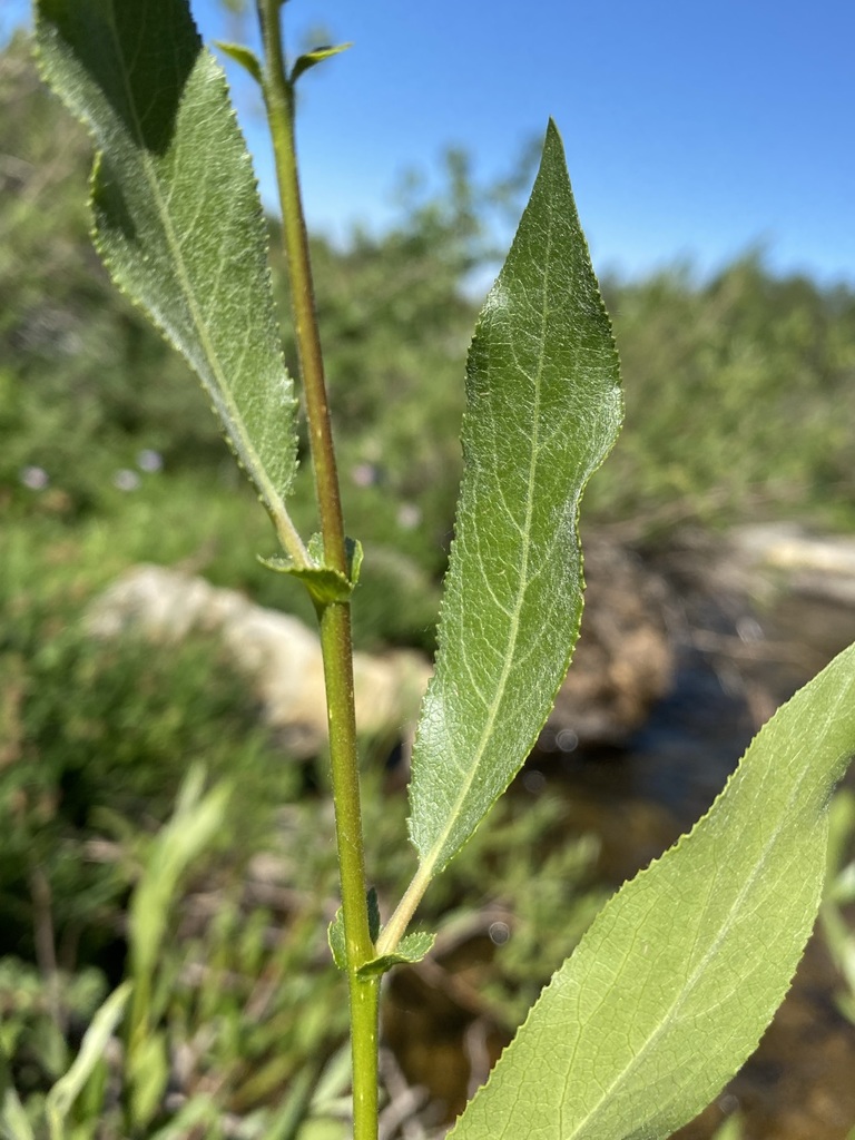 booth's willow from Elko, Nevada, United States on June 27, 2021 at 04: ...