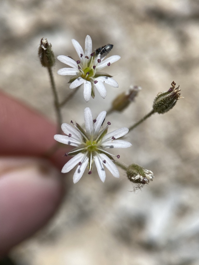 Eremogone kingii kingii from Elko, Nevada, United States on June 27 ...