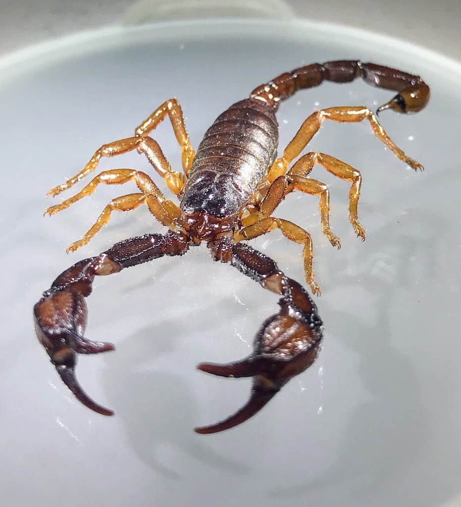 Western Forest Scorpion from Alsea Hwy, Philomath, OR, US on June 30 ...