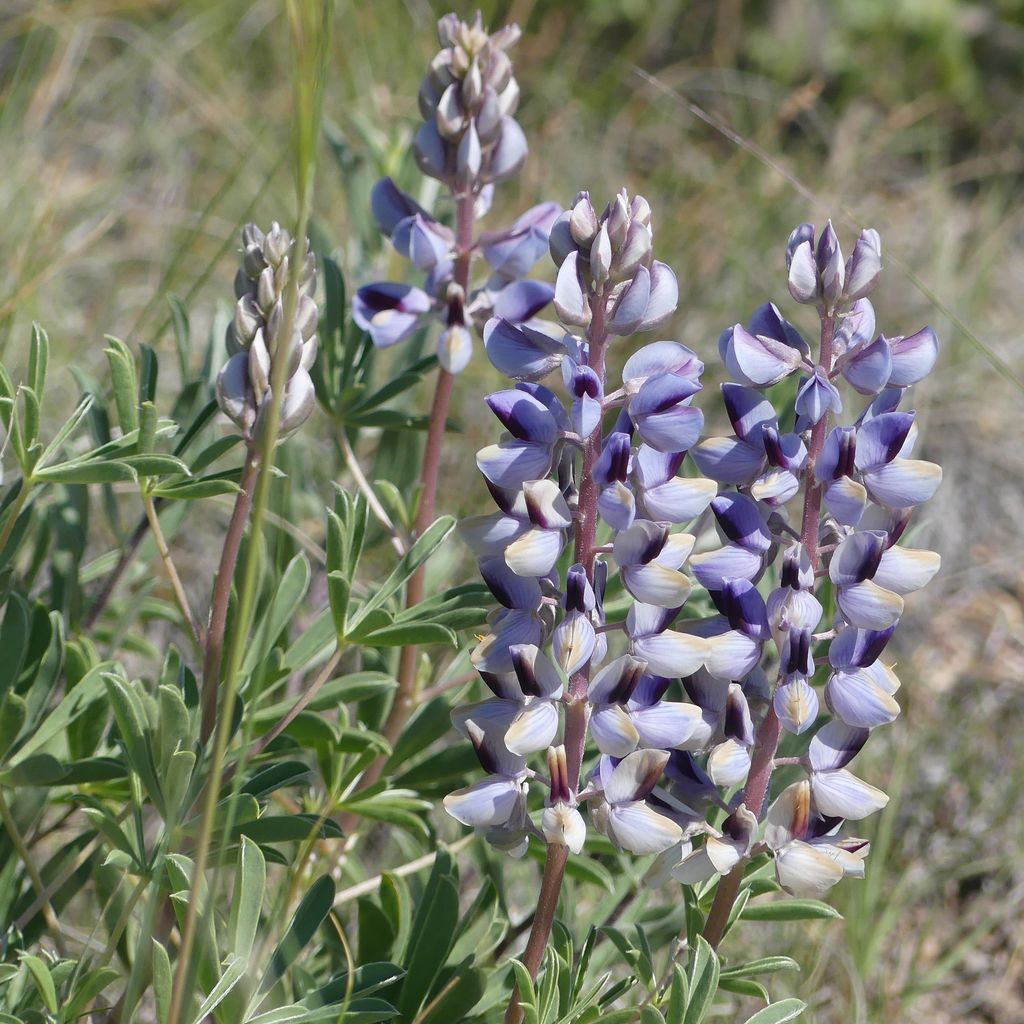 Nebraska Lupine from Larimer County, CO, USA on June 30, 2021 at 08:35 ...
