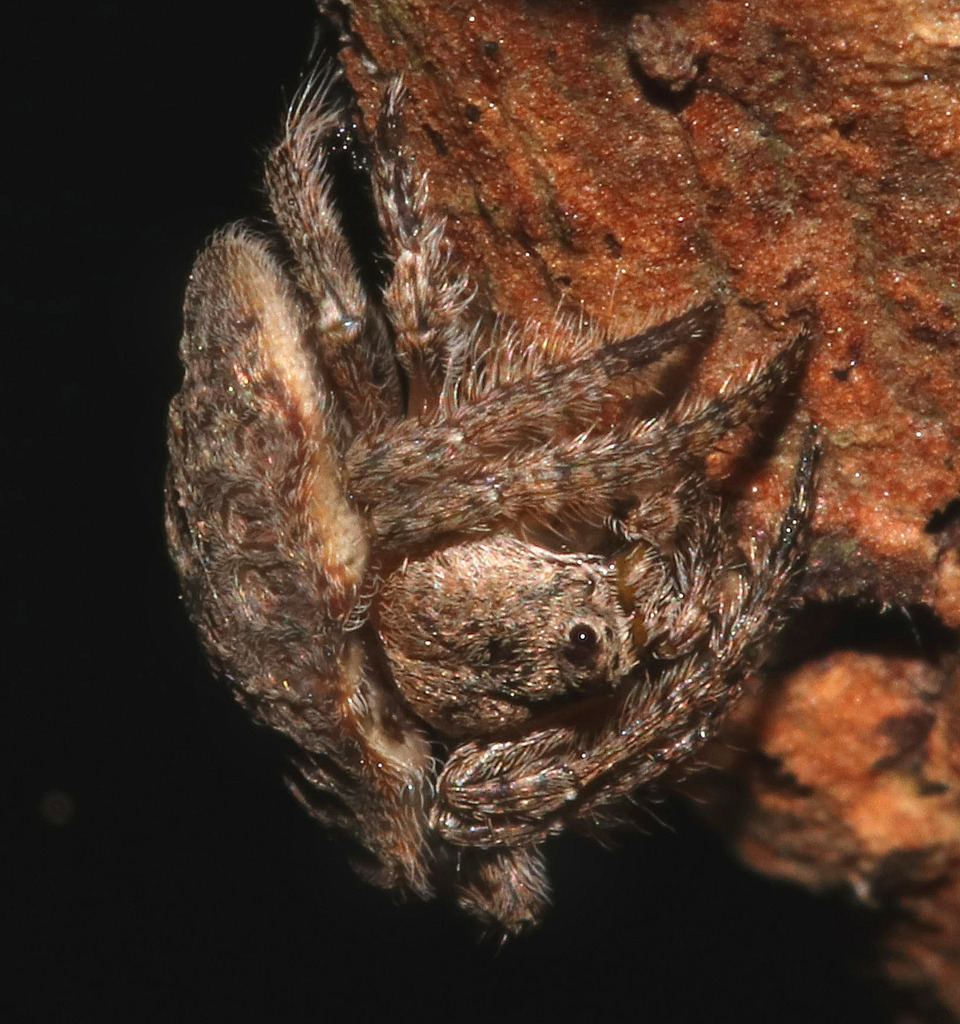 Wrap-around Spiders in August 2018 by juliegraham173 · iNaturalist