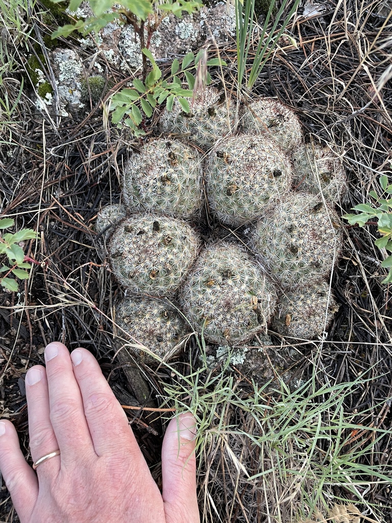 Mountain Ball Cactus in June 2021 by christian_nunes · iNaturalist