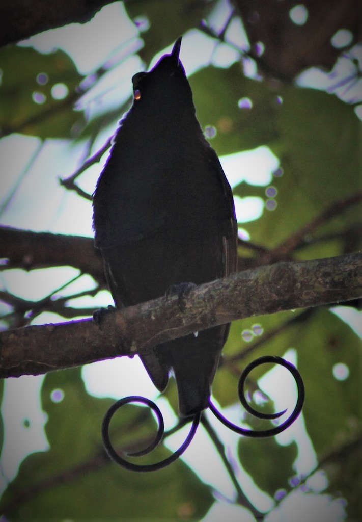 Wilson's Bird-of-Paradise in January 2012 by Darrell Parsons · iNaturalist