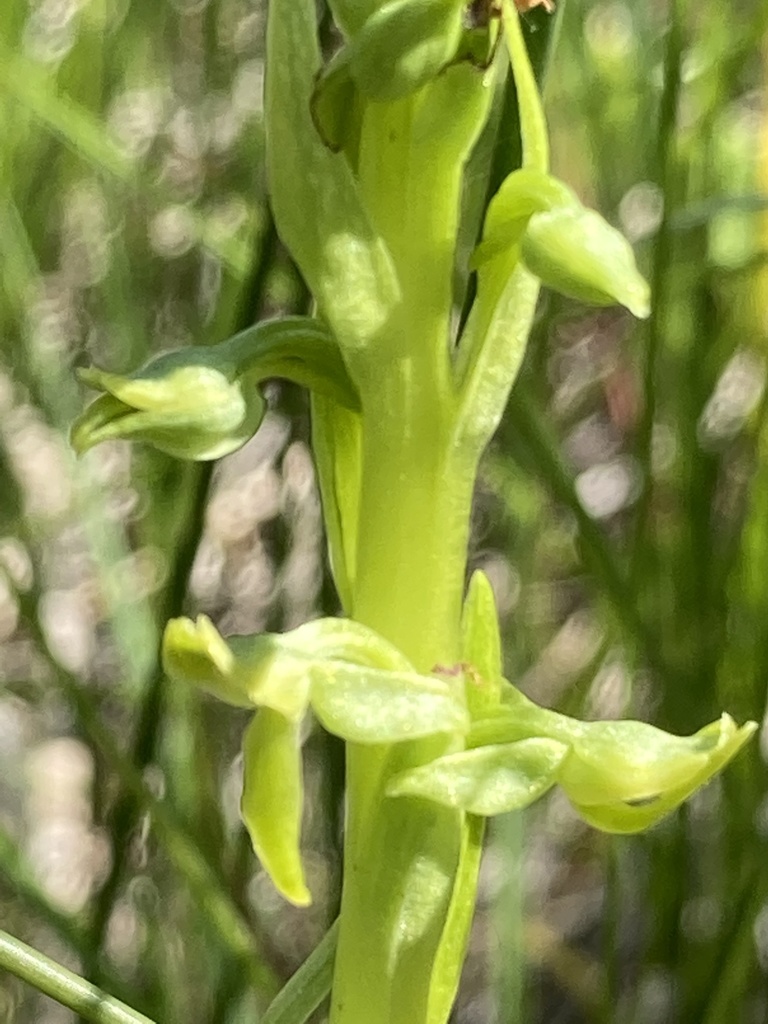 Great Basin Bog Orchid in June 2021 by Rea Orthner · iNaturalist